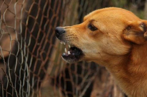 Cachorro bravo: saiba o que fazer para acalmar | Blog Dog Life