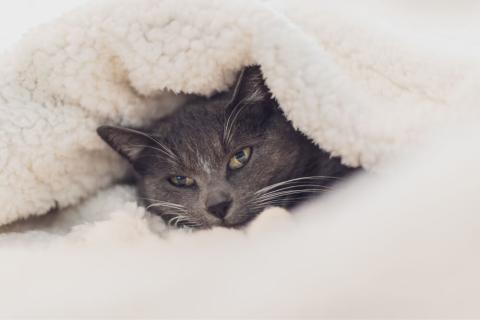 Gato sente frio ou calor? Veja como cuidar do seu pet | Blog Dog Life
