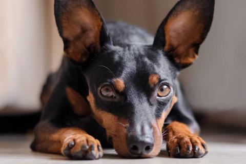 Pinscher: saiba mais sobre a raça | Blog Dog Life