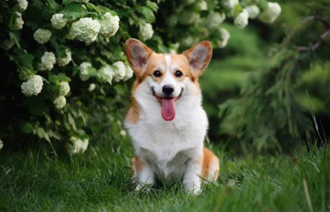 Corgi: conheça essa raça de cachorro pequeno | Blog Dog Life
