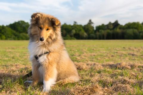 Rough Collie: Saiba tudo sobre a raça da Lassie | Blog Dog Life