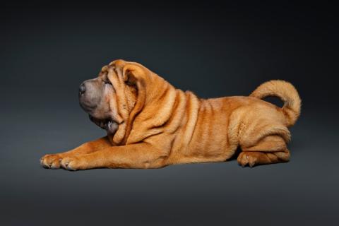 Shar Pei: Conheça detalhes sobre a raça do cachorro com “dobrinhas ...